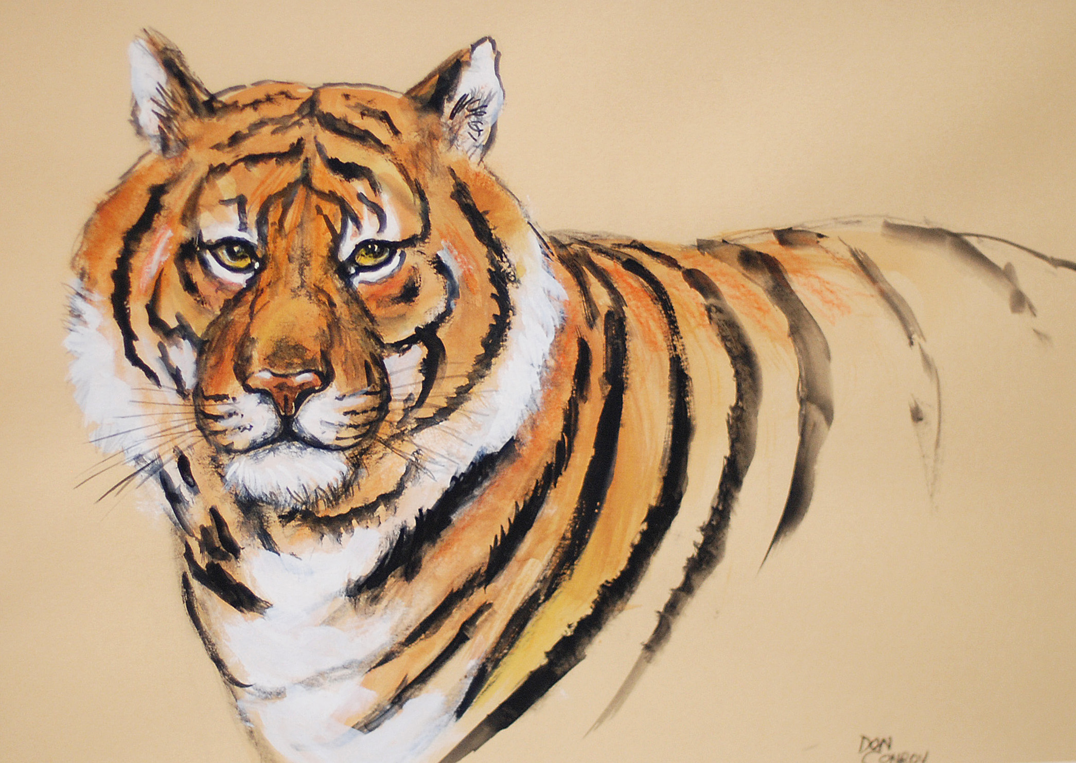 Tiger study face – Don Conroy