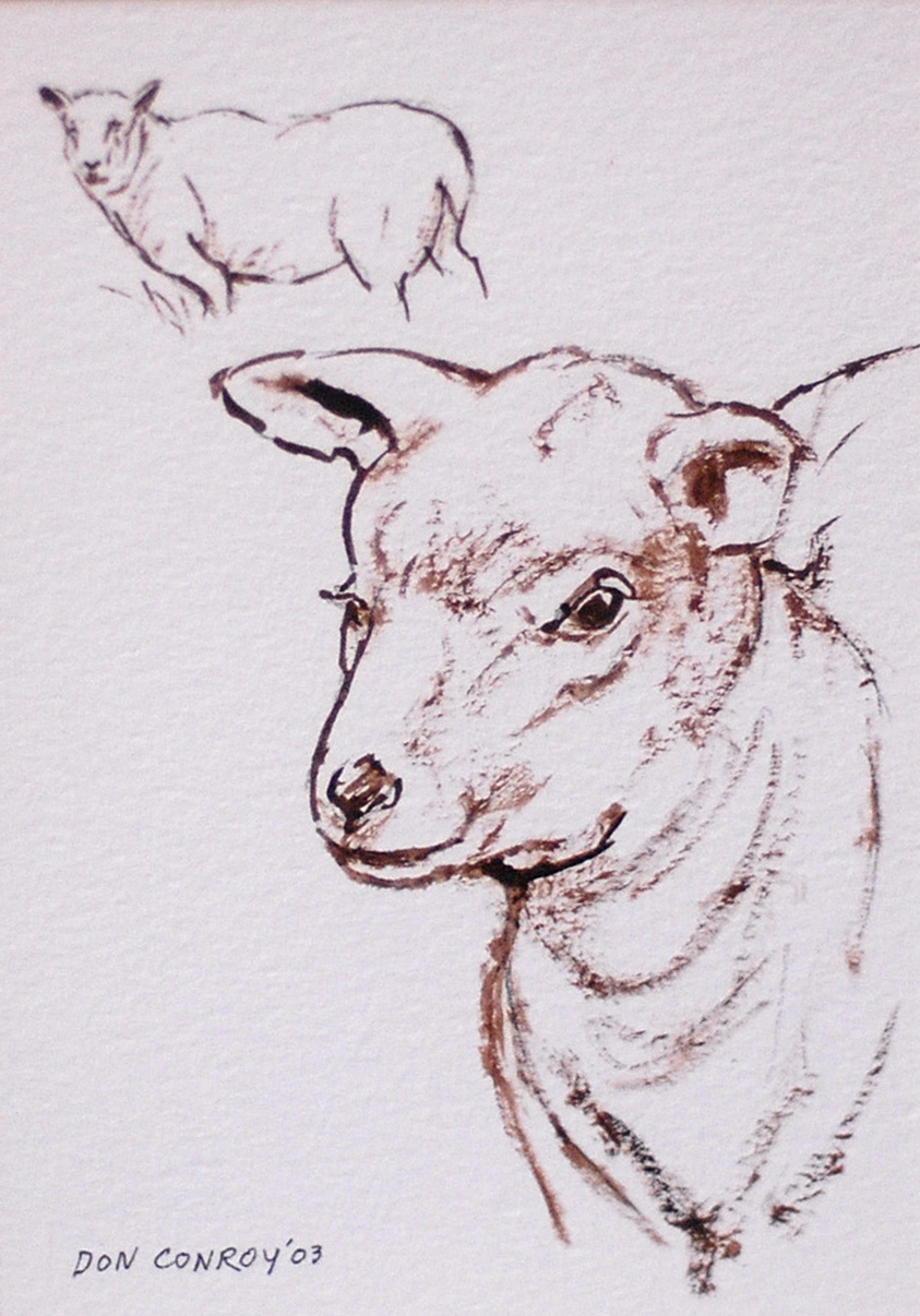 lamb study pen and ink – Don Conroy