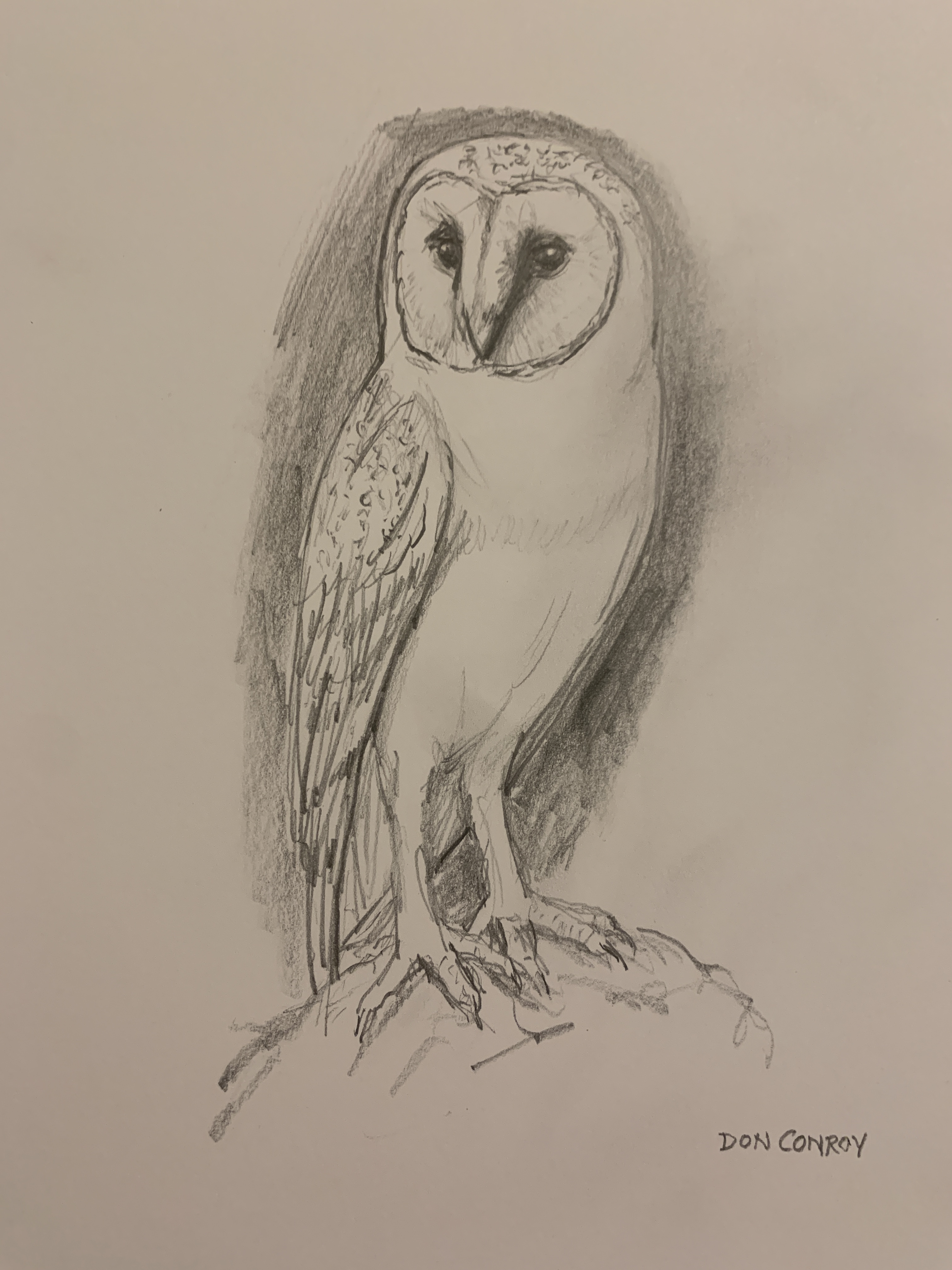 Barn Owl Sketch – Don Conroy